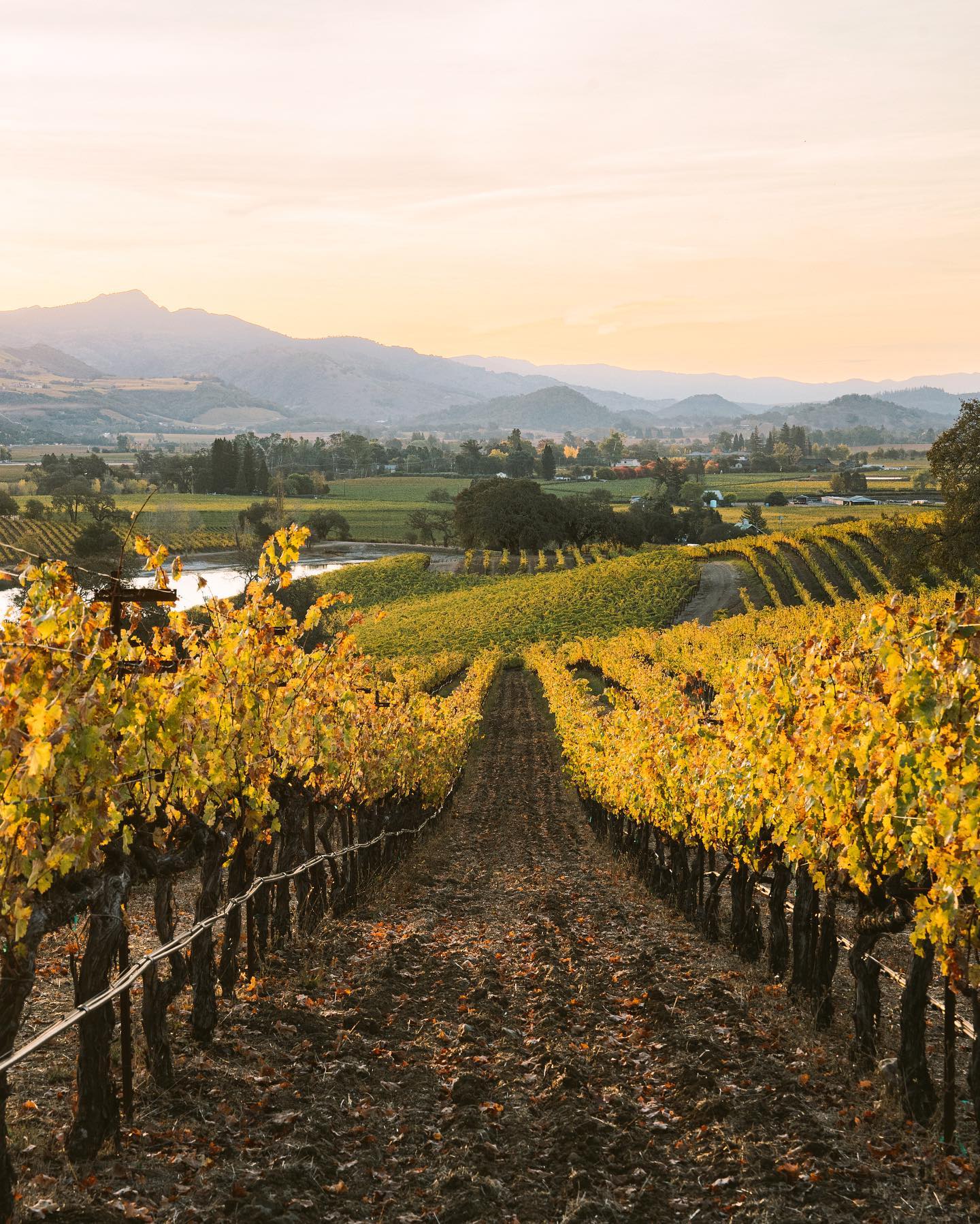 Quintessa, Flowers, Faust: Exploring the Huneeus Family Wine Estates